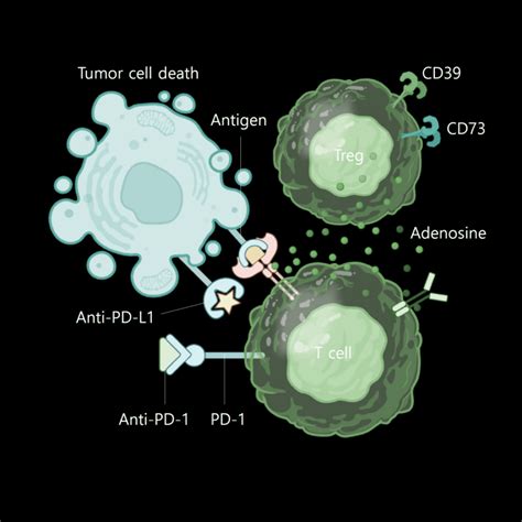 Regulatory T Cell Lambda Biologics