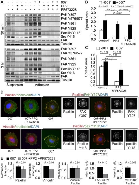Cells Were Trypsinised And Allowed To Roll For 1 5 Hours In The Absence Download Scientific