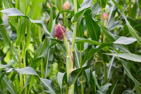Control Of Stem Borer In Maize At Diane Straub Blog