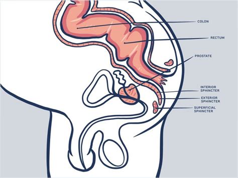 Behind The Behind The Anatomy Of Your Butt