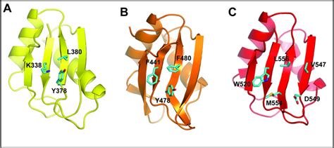 Individual Rrm Structures And The Consensus Amino Acids For Rna Download Scientific Diagram