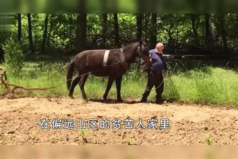 为何骡子无法生育？原来是“马驴杂交”后遗症，骡子怀孕必死？骡子杂交后遗症