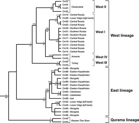 The Phylogenetic Tree Reconstructed From The Concatenated Alignment Of