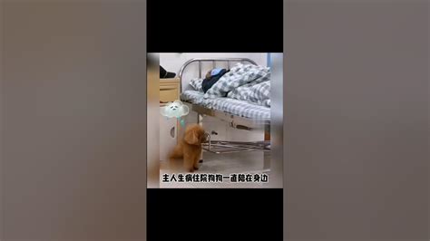 主人生病住院，狗狗一直安静的守在病床前 狗狗 狗正能量 Chinese 暖心一幕 感动 China 社会百态 医院 老人