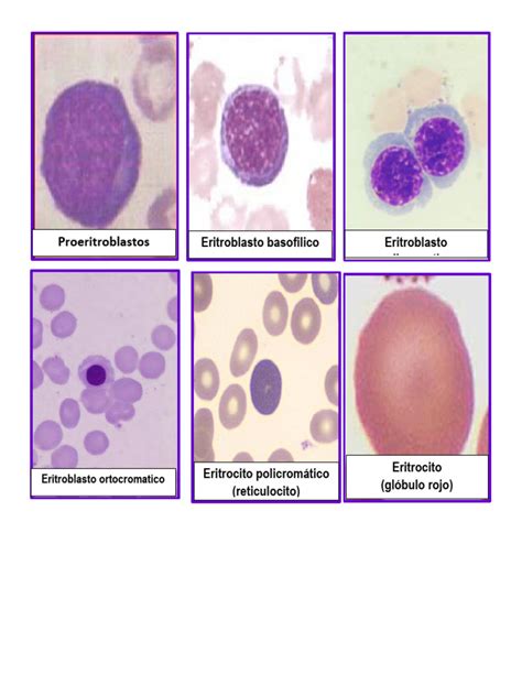 Eritropoyesis Imagenes Pdf