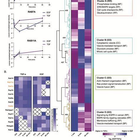 Stimulus Induced Egfr Interactome Perturbation A Z Score Normalized