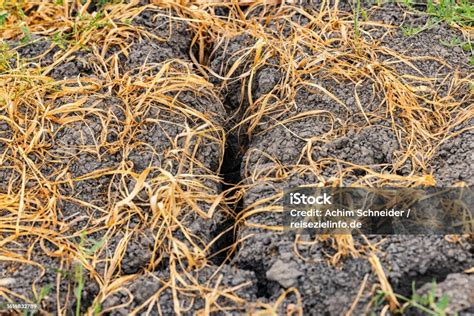 Las Plantas Marchitas En Un Campo Son Un Desastre Para La Cosecha Foto