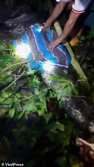 Horrifying Moment Man Is Cut From Belly Of 23ft Python That Crushed Him