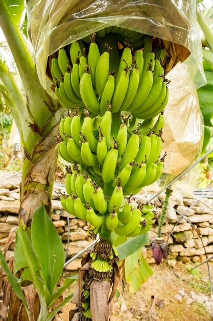 Premium Photo Banana Tree With Bunch Of Growing Ripe Green Bananas