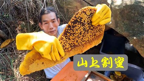 山上去找小蜜蜂收租了阿溜脸上被蛰三针又是发财的一天莆农阿敏 YouTube