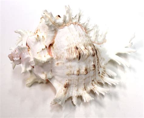 Large Ramose Murex Seashells Murex Ramosus Rams Shell California