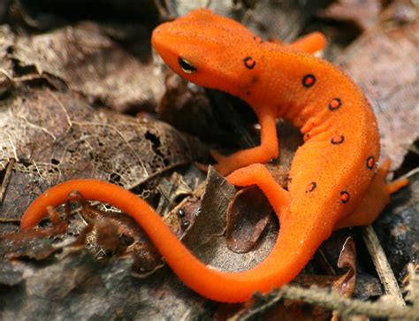 Real Monstrosities Eastern Newt
