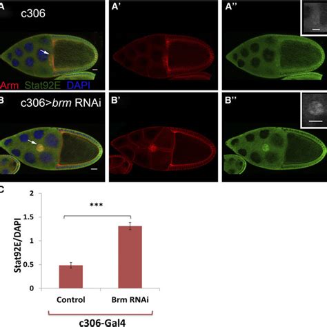 Reduction Of Brm Increases The Level Of Nuclear STAT In The Anterior Download Scientific