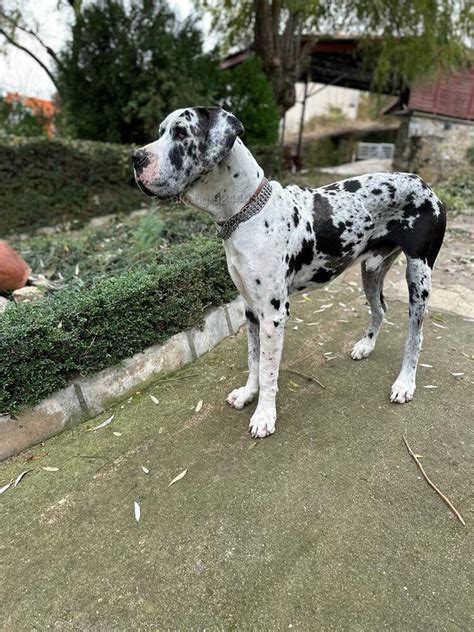 Продажба на кученца Немски дог-dogs Great Dane Други редки породи 3 ...