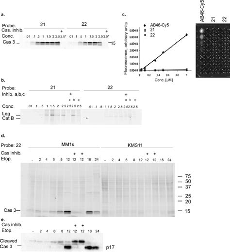 Biochemical Evaluation Of Second Generation Quenched Fluorescent