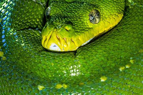 Gründe für Python Data Science Architect