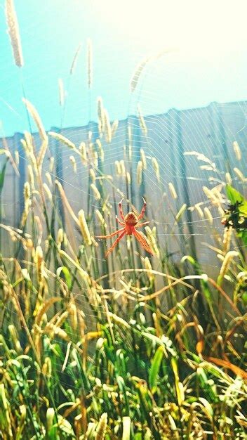 Premium Photo Spider On Web In Back Yard