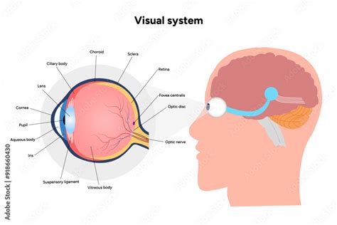 Cerebral Cortex Frontal Somatosensory Cortex Parietal Occiptal