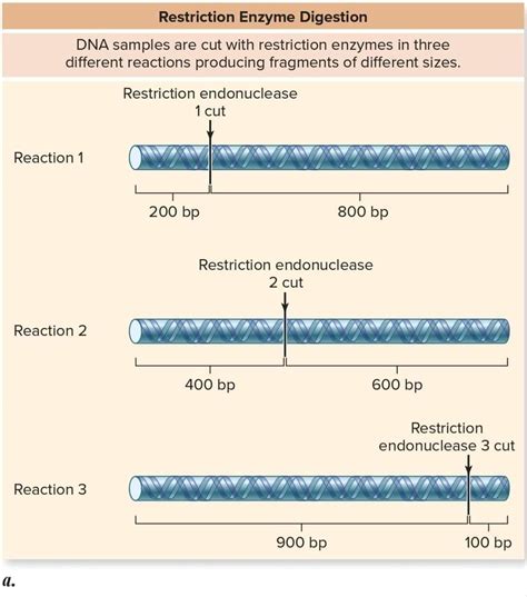 Hanaa Fayed On Linkedin Gel Electrophoresis Separates Dna Fragments