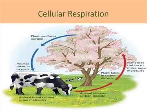 Ppt Cellular Respiration Powerpoint Presentation Free Download Id