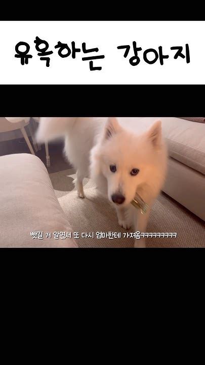 귀여운 사모예드 유혹의 기술 강아지 사모예드 무해함 Youtube