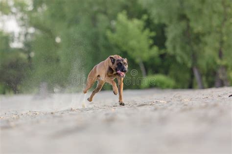 Berger Belge Malinois Courant Sur La Plage Heure Estivale Chien Heureux Sur La Promenade Image