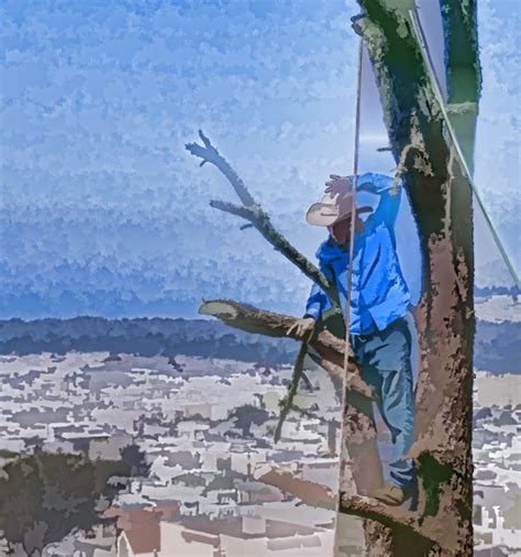 Tree Trimmer In San Francisco Free Stock Photo Public Domain Pictures