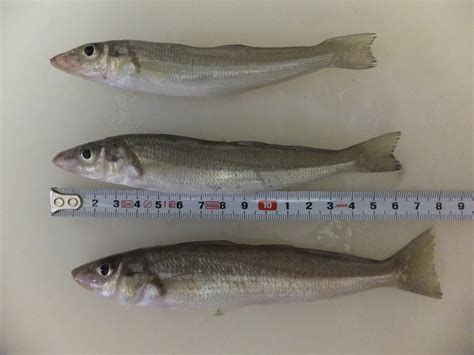 キス釣りの時期と生態をご紹介！初心者でも釣れる仕掛けや釣り方は？ 釣り日和