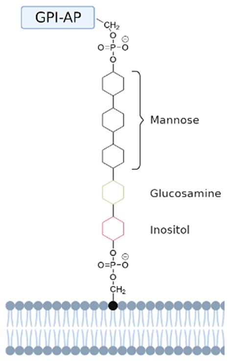 Lipid Anchored Proteins