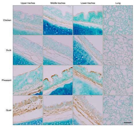 Distribution Pattern Of α 23 Linked Sialic Acid Sa Receptors In The