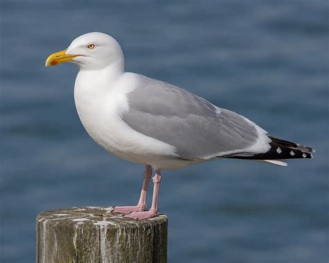 Herring Gull In Maryland Maryland Wilderness
