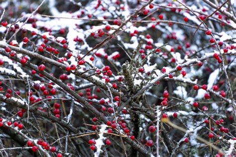 Red Berries Of Cotoneaster Horizontalis Stock Image Image Of Stem
