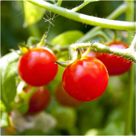 Tiny Tim Tomato Seeds Lycopersicon Esculentum Seed Needs Llc