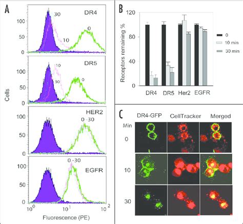 Trail Downregulates Cell Surface Expression Of Dr4 And Dr5 In