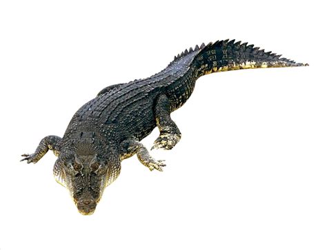 png动物鸟鱼生物免抠元素