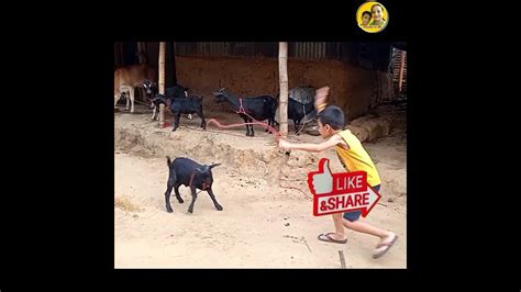 ছাগলের কান্ড ভবানী প্রসাদ মজুমদার 🤣🤣 Shorts Viral Trending Youtube