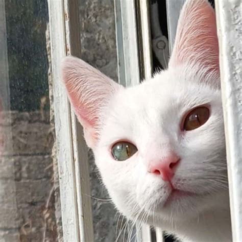 Heterochromia Cats With Different Colored Eyes Catit