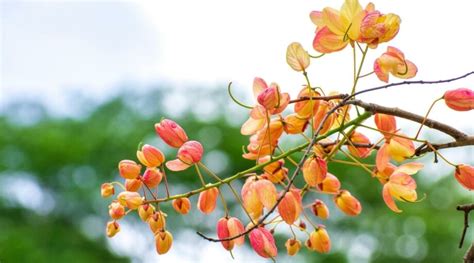 Cassia Tree Varieties 17 Different Cassia Tree Types