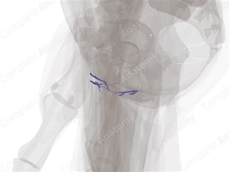 Veins Of Female External Genitalia Complete Anatomy