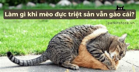 Triển Khai Tiếng Anh Là Gì Cách Dùng Chuẩn Và Ví Dụ Thực Tế Dễ Hiểu