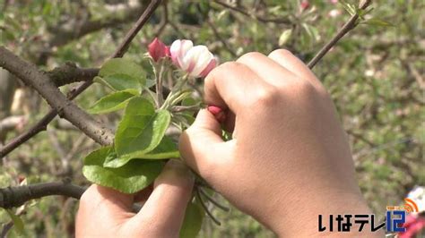 東春近小4年生 りんごの摘花体験｜ニュース｜伊那谷ねっと