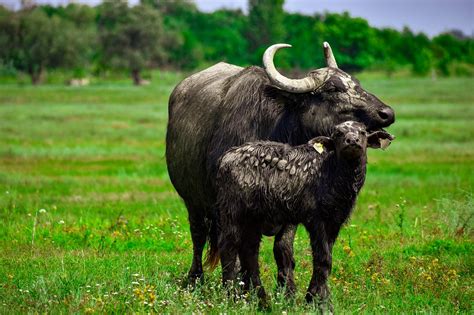 Buffle Veau Les Ruminants Photo Gratuite Sur Pixabay Pixabay