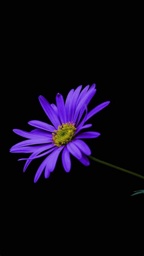 Beautiful Wallpaper Portrait Flower Images Parketis