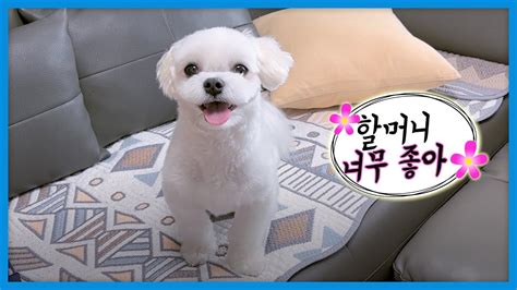오랜만에 할머니 집에 가서 신난 말티즈의 반응 Youtube