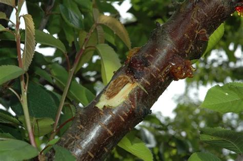 Tree Canker Disease Identify Control And Prevention Tips