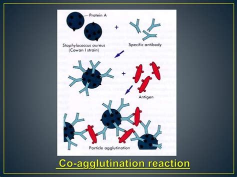 Agglutination Test Antigen Antibody Reaction Pptx Blood Disorders