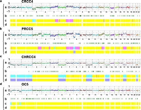 Whole Genome Snp Arrays As A Potential Diagnostic Tool For The Detection Of Characteristic