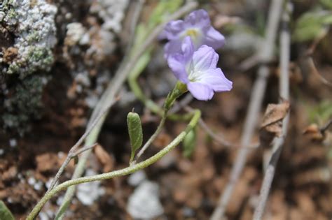 Convolvulus Siculus Ssp Agrestis Corregüelita Azul