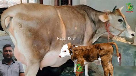 নাজমুল কাকার একদম কম দামে গাভী কিনুন ১৬ ২২ লেটারের মধ্যে বাচ্চা সহ