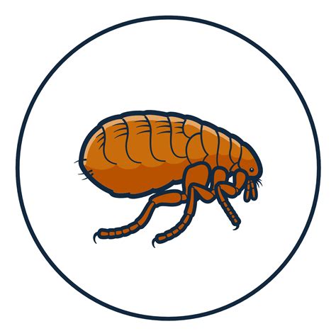 Flea Infestation Signs